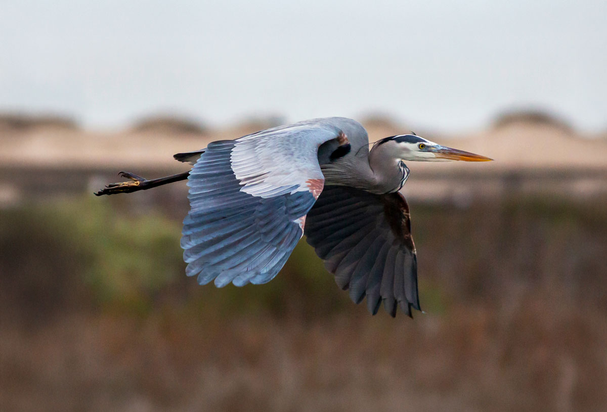 Home - PEI Wildlife Conservation Fund