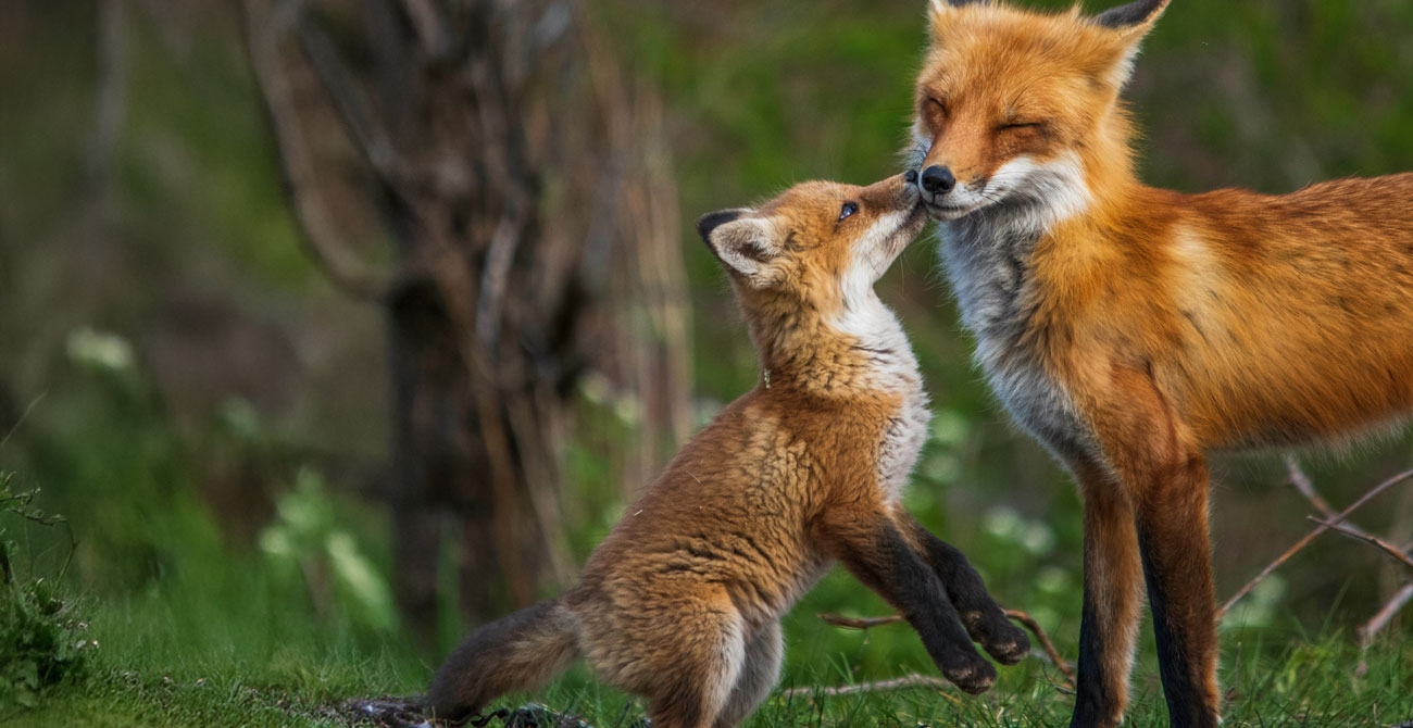 Home - PEI Wildlife Conservation Fund