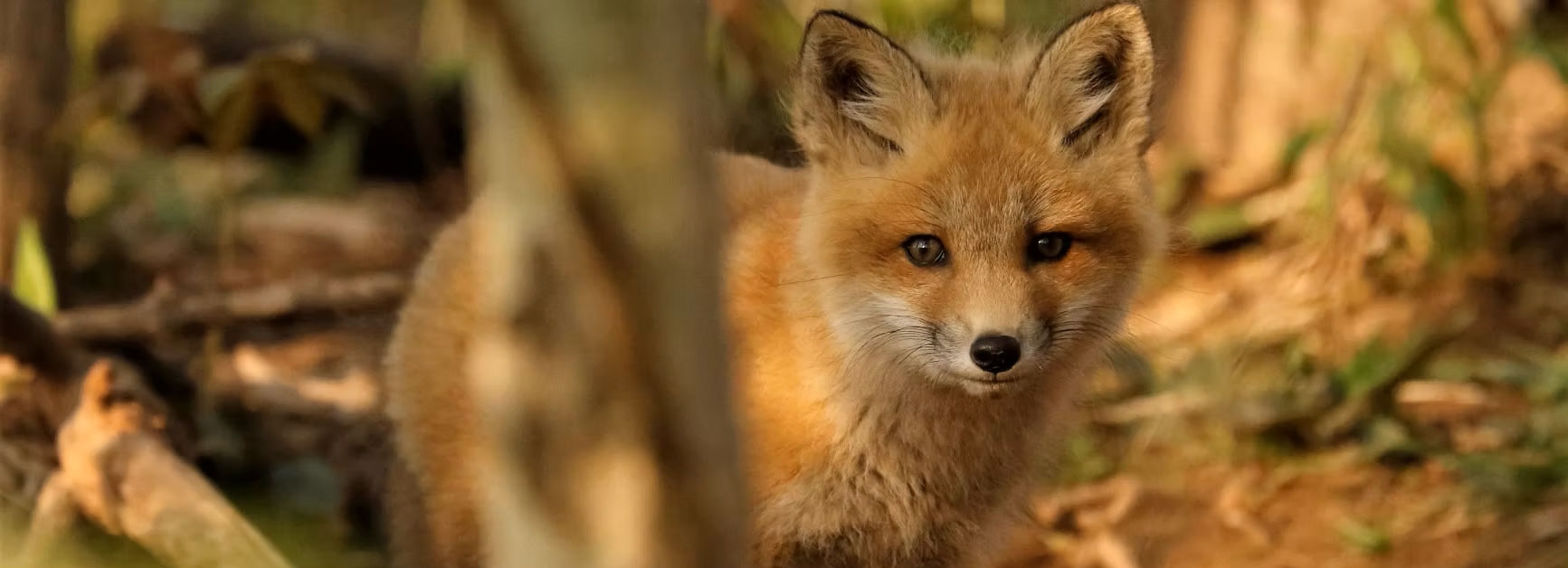 About - PEI Wildlife Conservation Fund